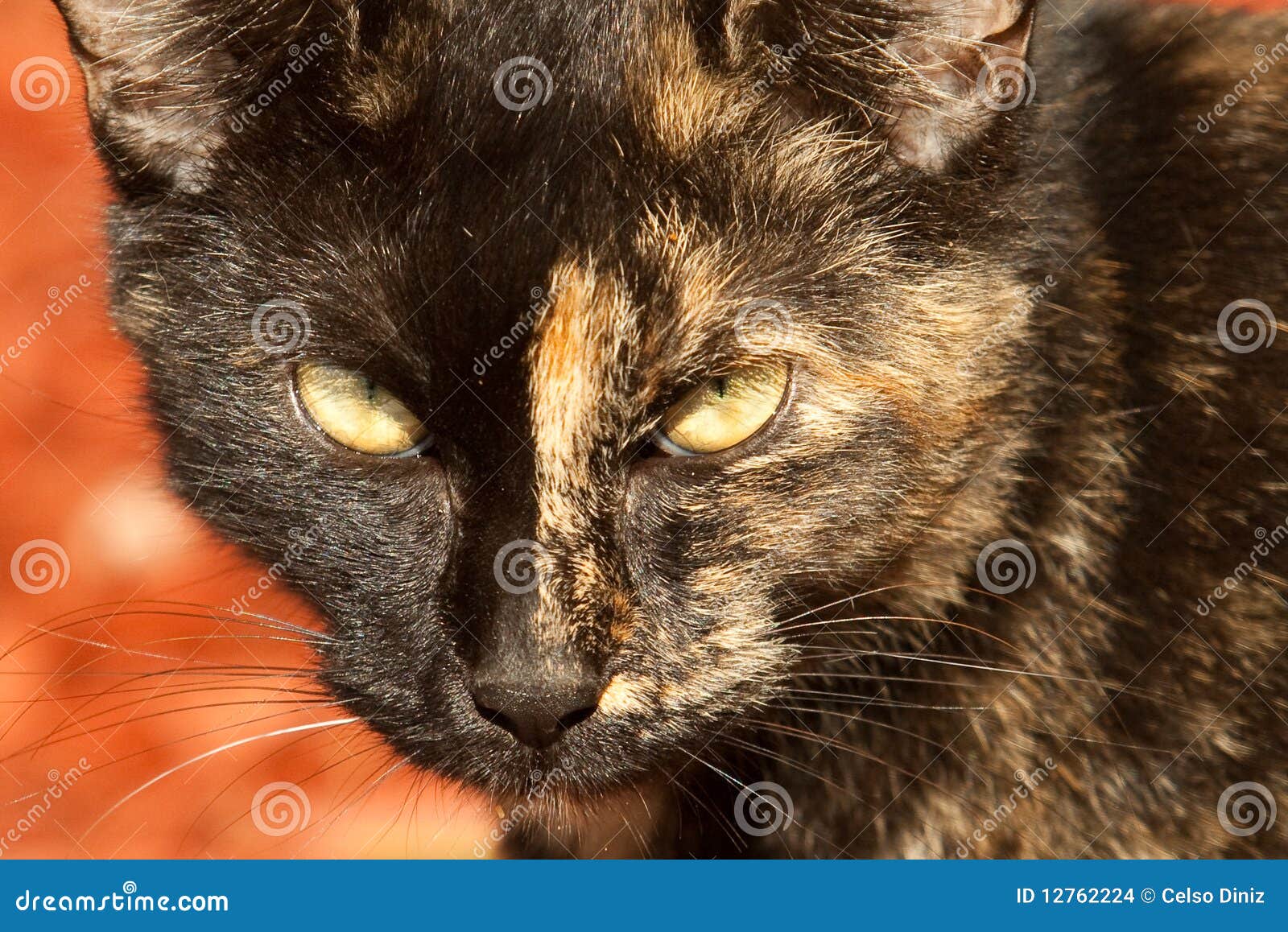 Kaliko-Katze stockfoto. Bild von katze, katzenartig, miezekatze - 12762224