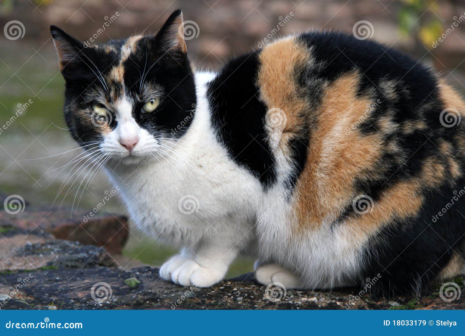 Kaliko-Katze stockbild. Bild von schwarzes, sitzung, katze - 18033179