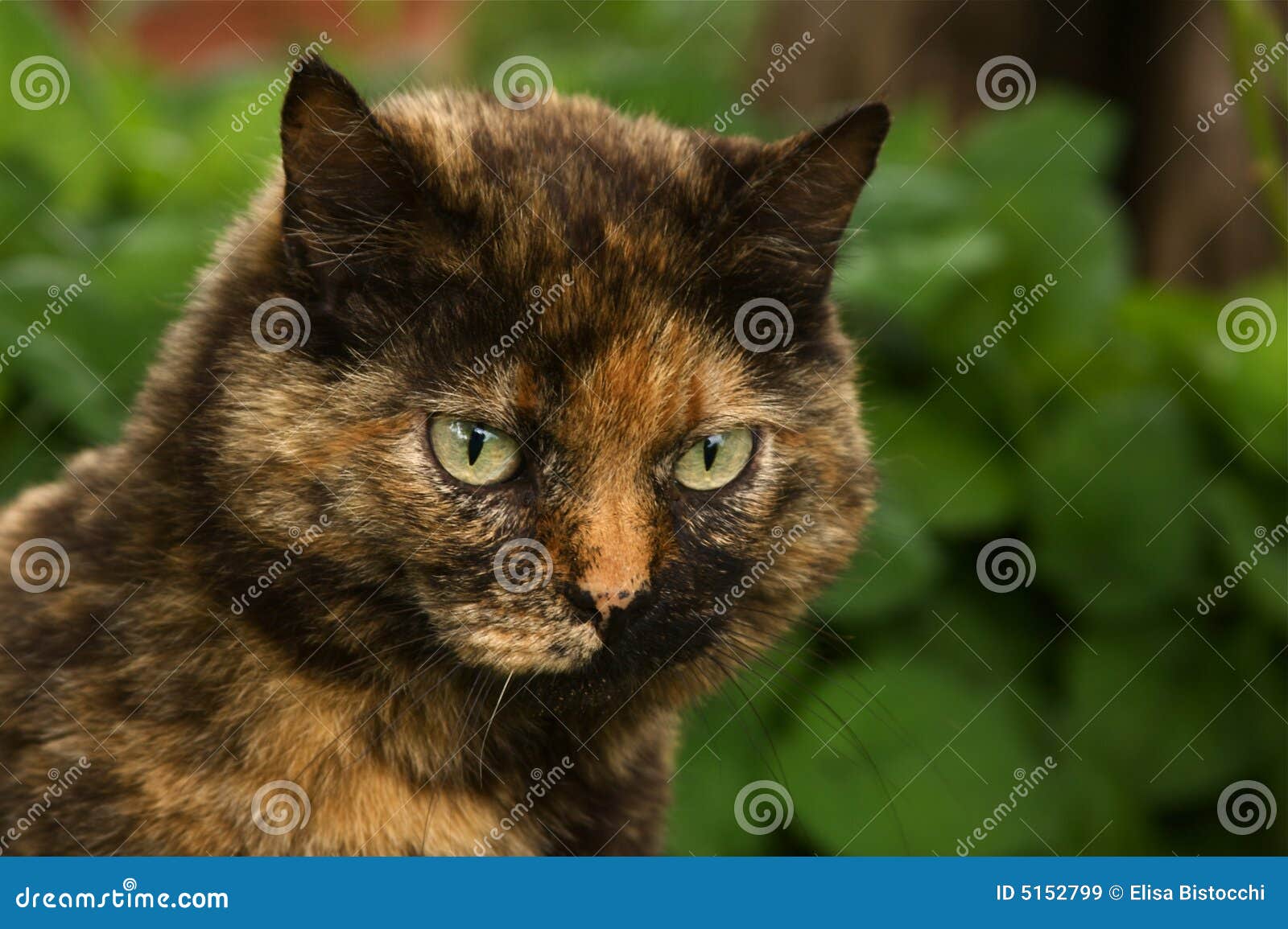 Kaliko-Katze stockbild. Bild von inländisch, hörfähigkeit - 5152799