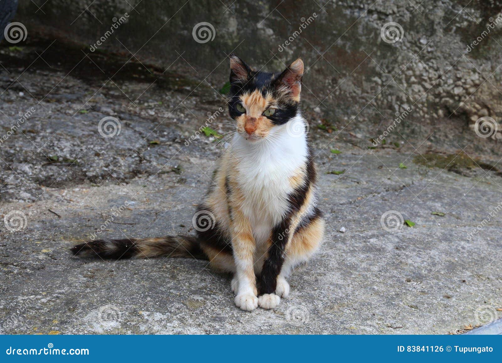 Kaliko-Katze stockfoto. Bild von insel, griechenland - 83841126