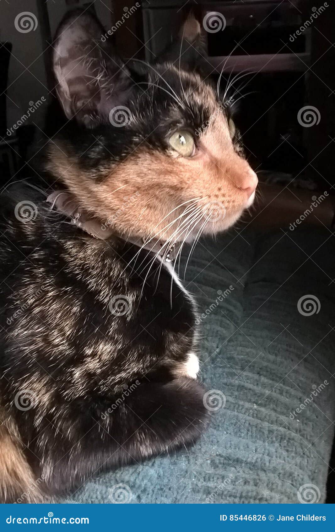 Kaliko-Katze stockfoto. Bild von kaliko, ladung, katze - 85446826