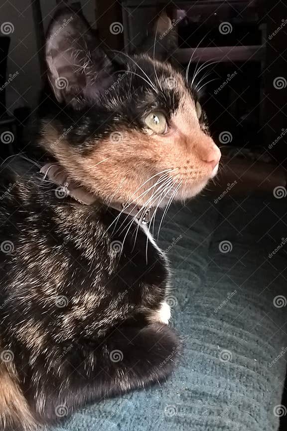 Kaliko-Katze stockfoto. Bild von kaliko, ladung, katze - 85446826