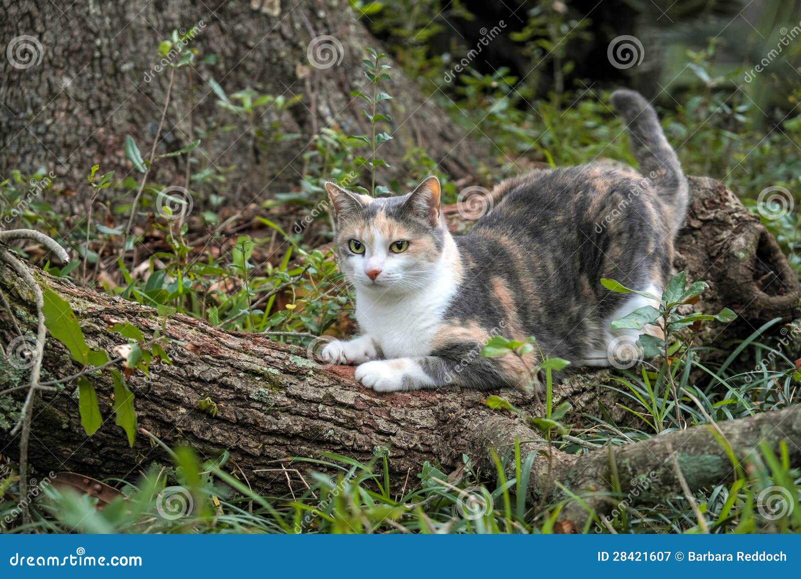 Kaliko-Katze, Die Ihre Greifer Auf Eiche Schärft Stockbild - Bild von ...