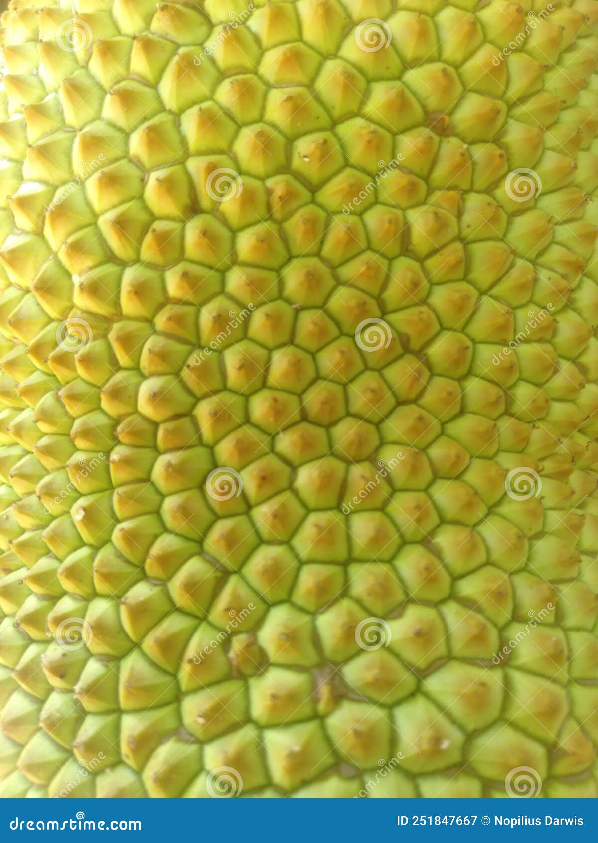 Cempedak Fruit Royalty-Free Stock Photography | CartoonDealer.com ...