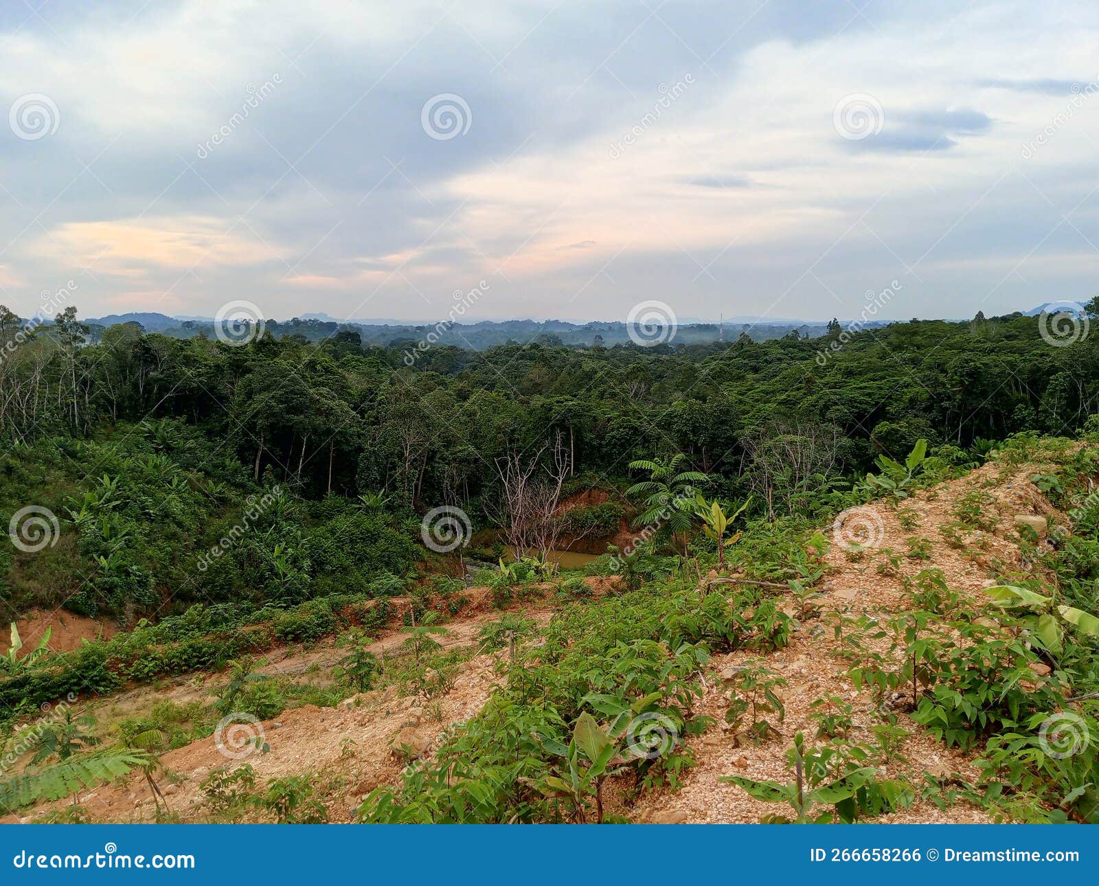 Kalimantan Forest Indonesia Stock Photo - Image of forest, trees: 266658266