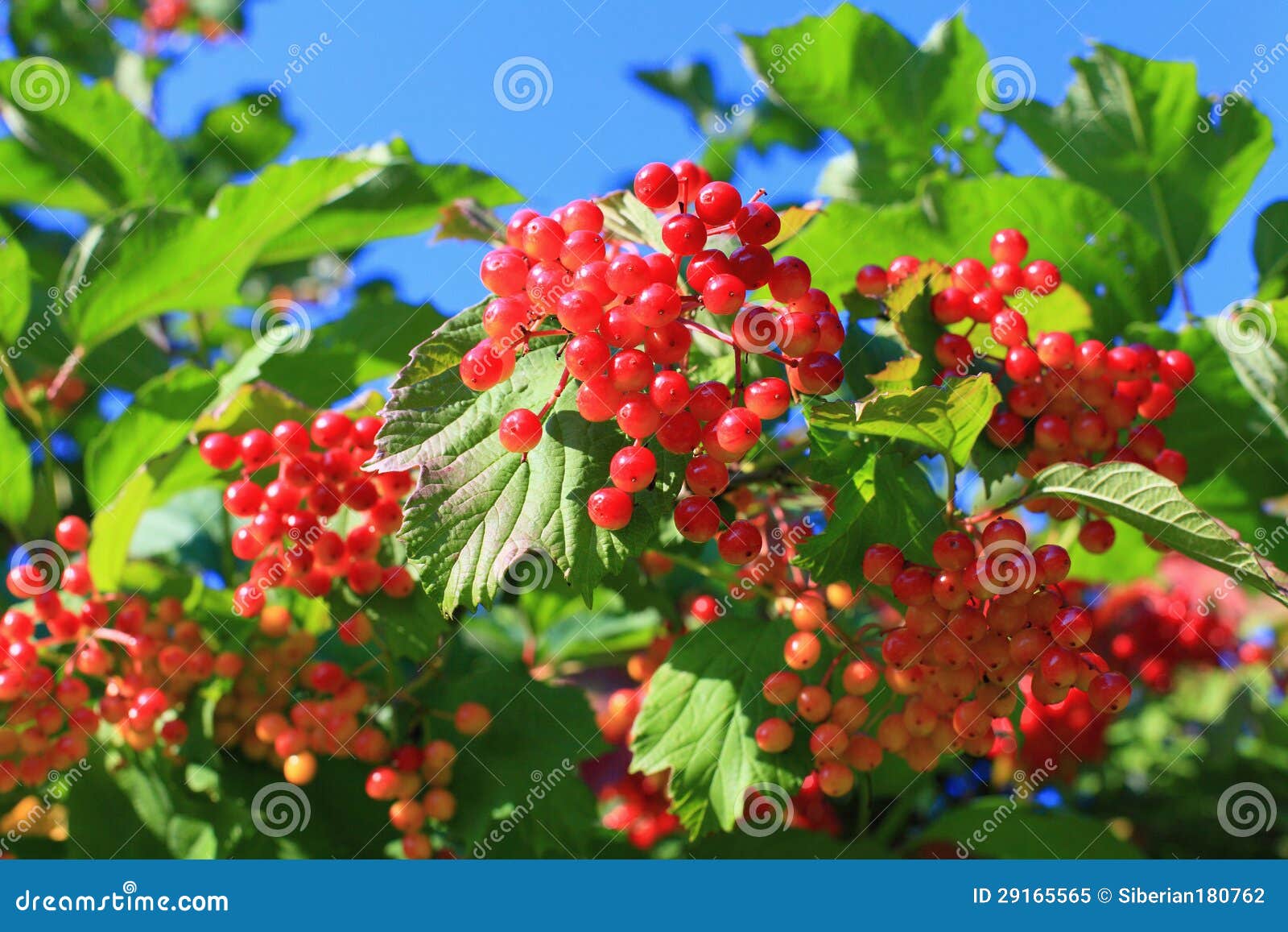 Kalina. Royalty Free Stock Photo - Image: 29165565