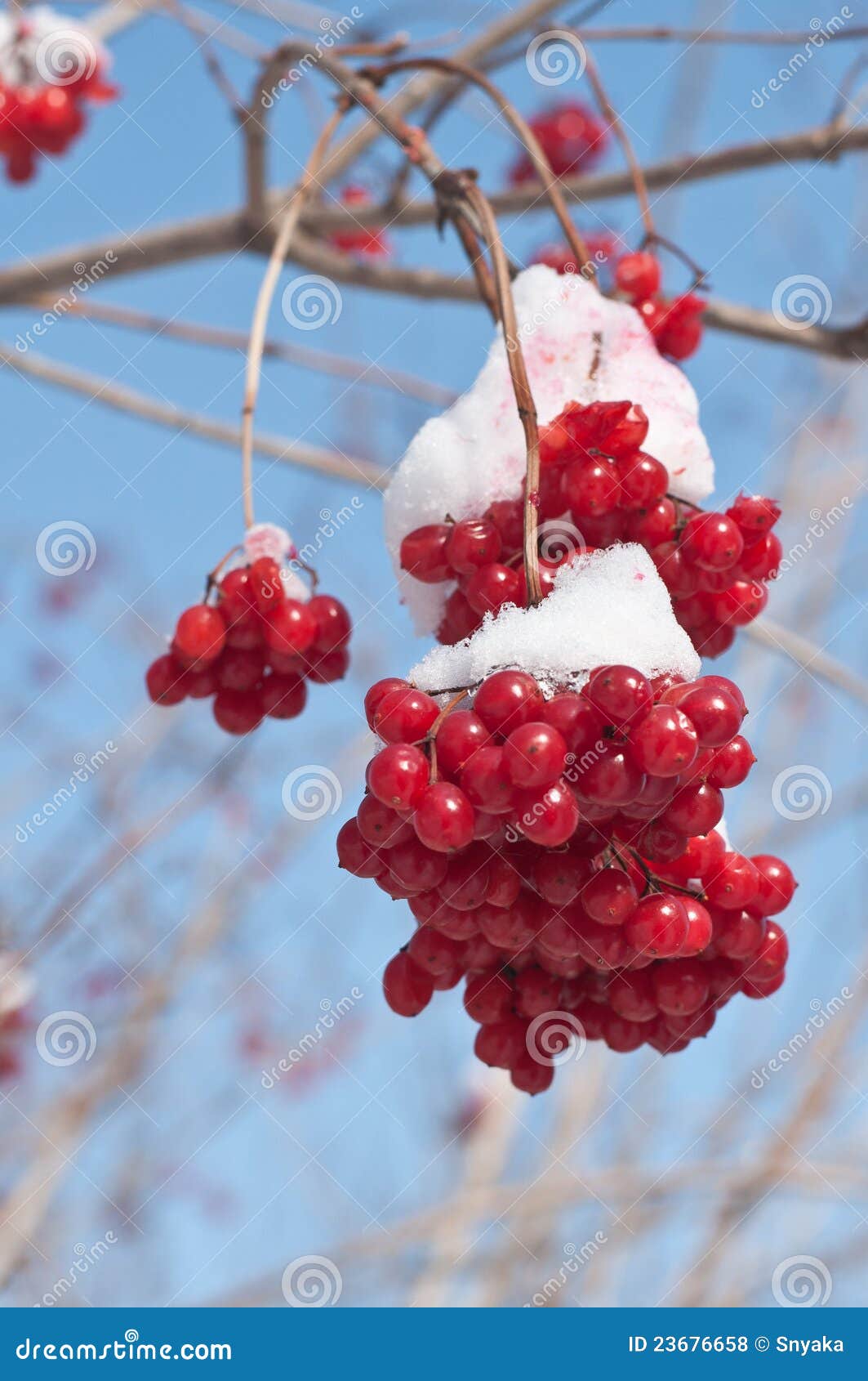 Kalina Beere stockfoto. Bild von jahreszeit, bündel, kalina - 23676658