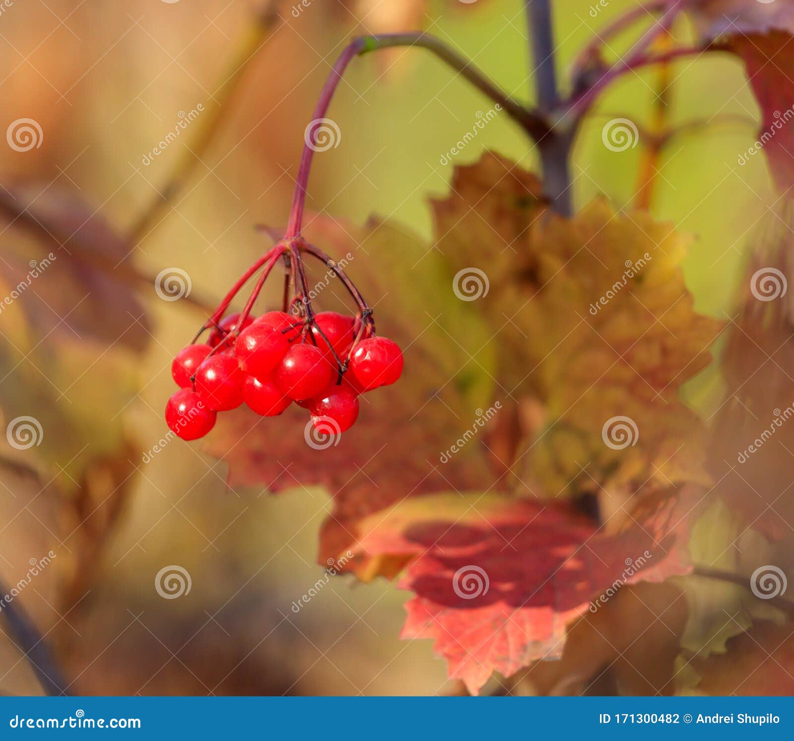 Kalina Red in Nature in the Fall Stock Photo - Image of fall, summer ...
