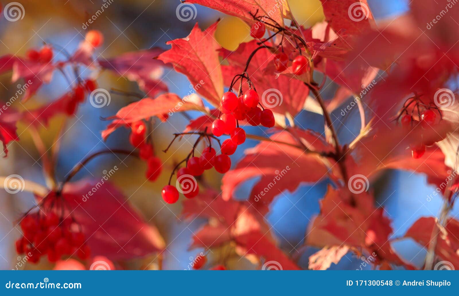 Kalina Red in Nature in the Fall Stock Photo - Image of decoration ...