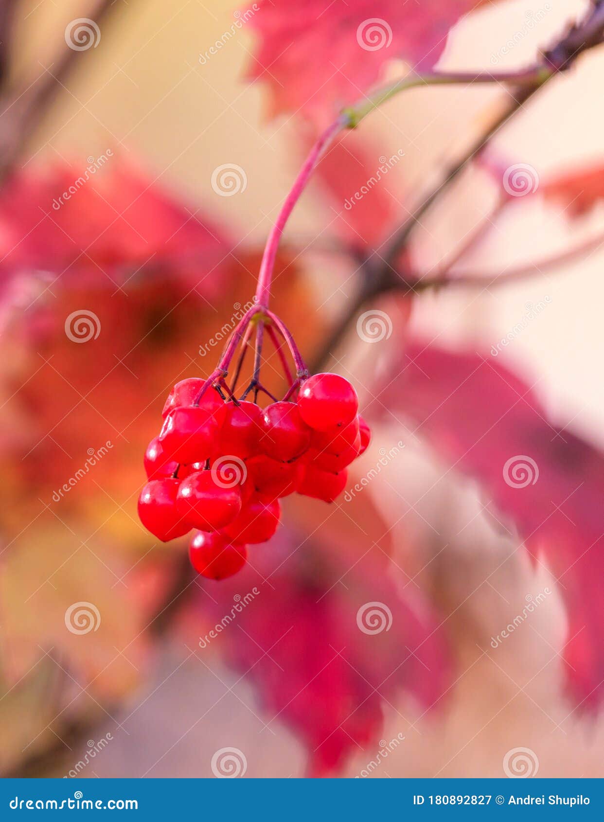 Kalina Red in Nature in the Fall Stock Image - Image of tree, autumn ...
