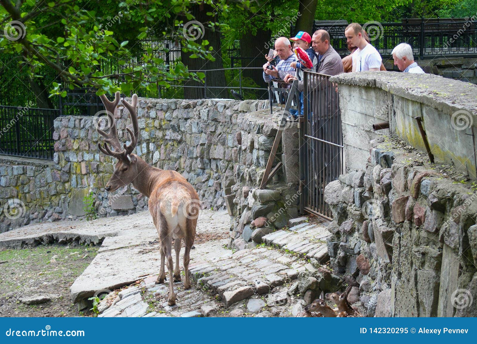 KALININGRAD, RUSSIA - MAY 21, 2016: the Red Deer Cervus Elaphus in the ... KALININGRAD, RUSSIA - MAY 21, 2016: the Red Deer Cervus Elaphus in the ...