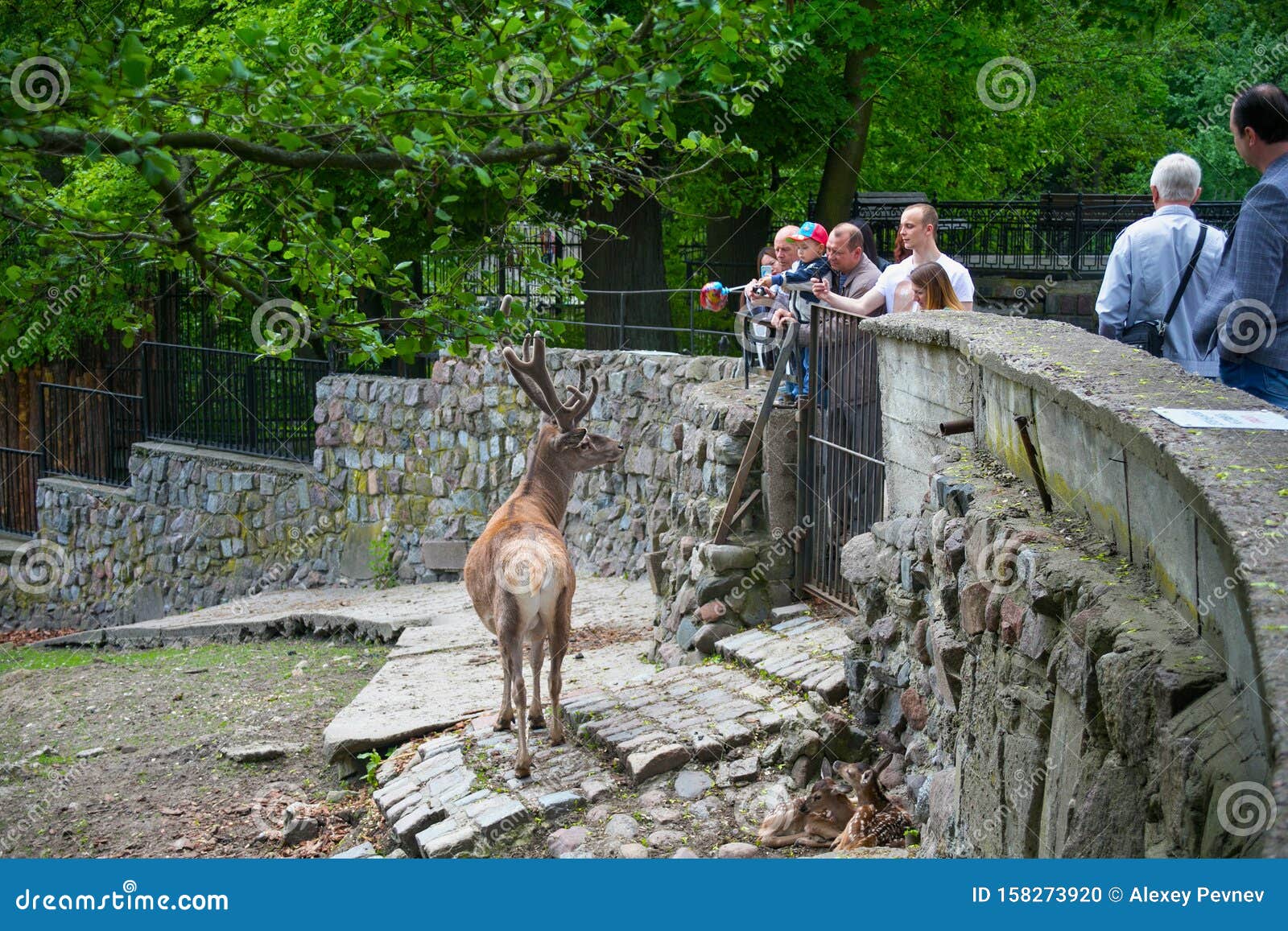 KALININGRAD, RUSSIA - MAY 21, 2016: the Red Deer Cervus Elaphus in the ... KALININGRAD, RUSSIA - MAY 21, 2016: the Red Deer Cervus Elaphus in the ...