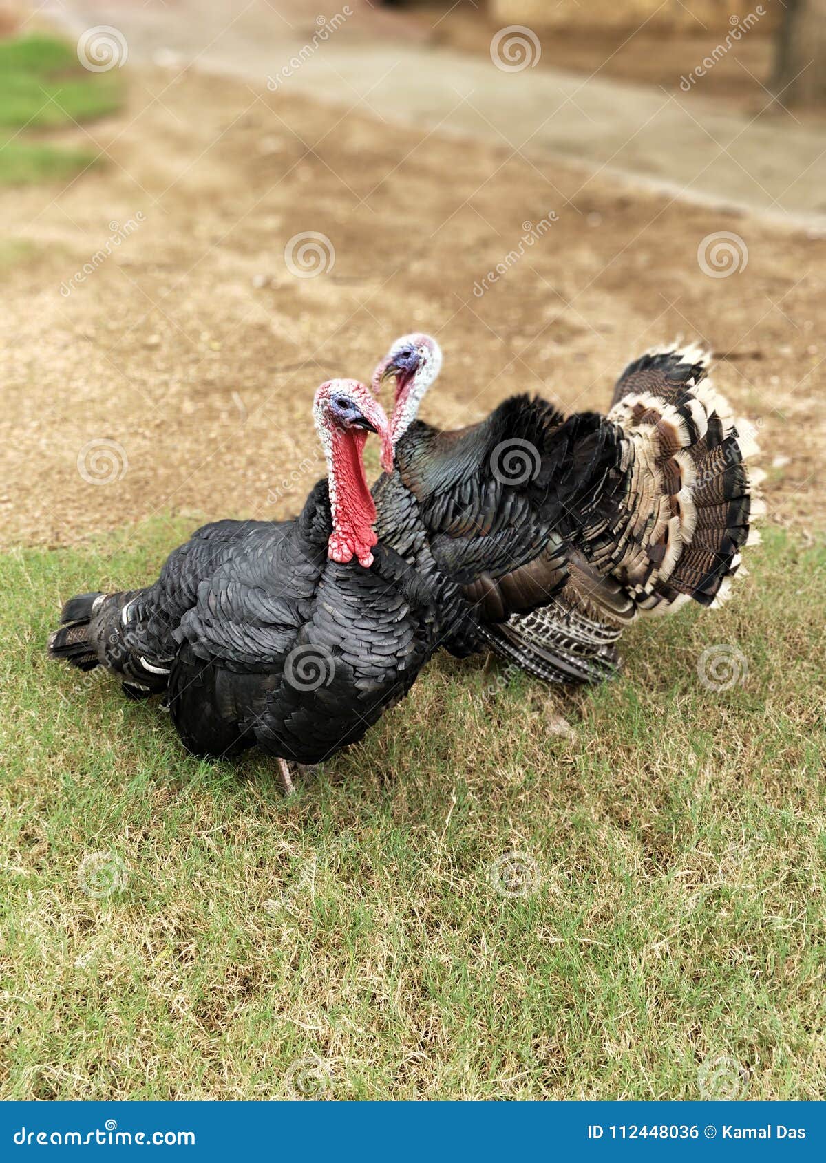 Kalkoenen stock foto. Image of toevlucht, kalkoenen - 112448036