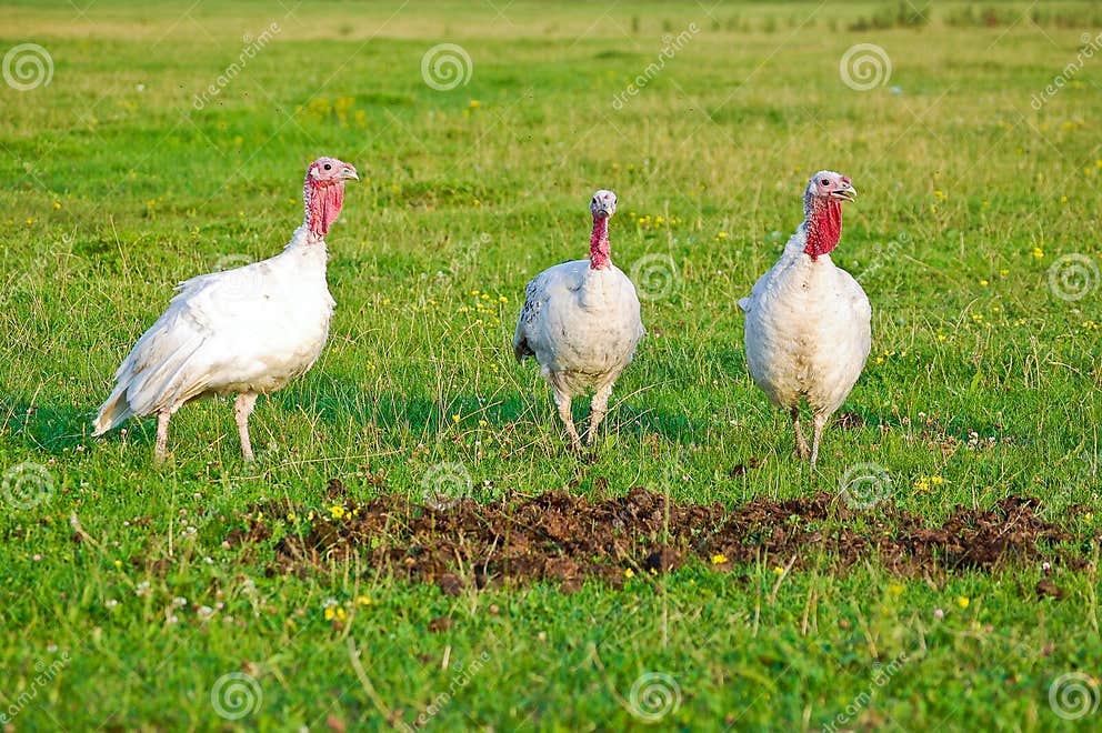 Kalkoenen stock afbeelding. Image of wijfje, geacclimatiseerd - 15443839