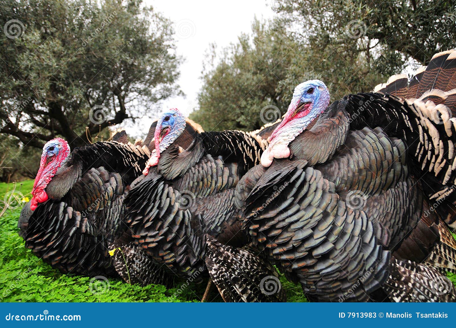 Kalkoenen stock afbeelding. Image of vrij, vertoning, maaltijd - 7913983