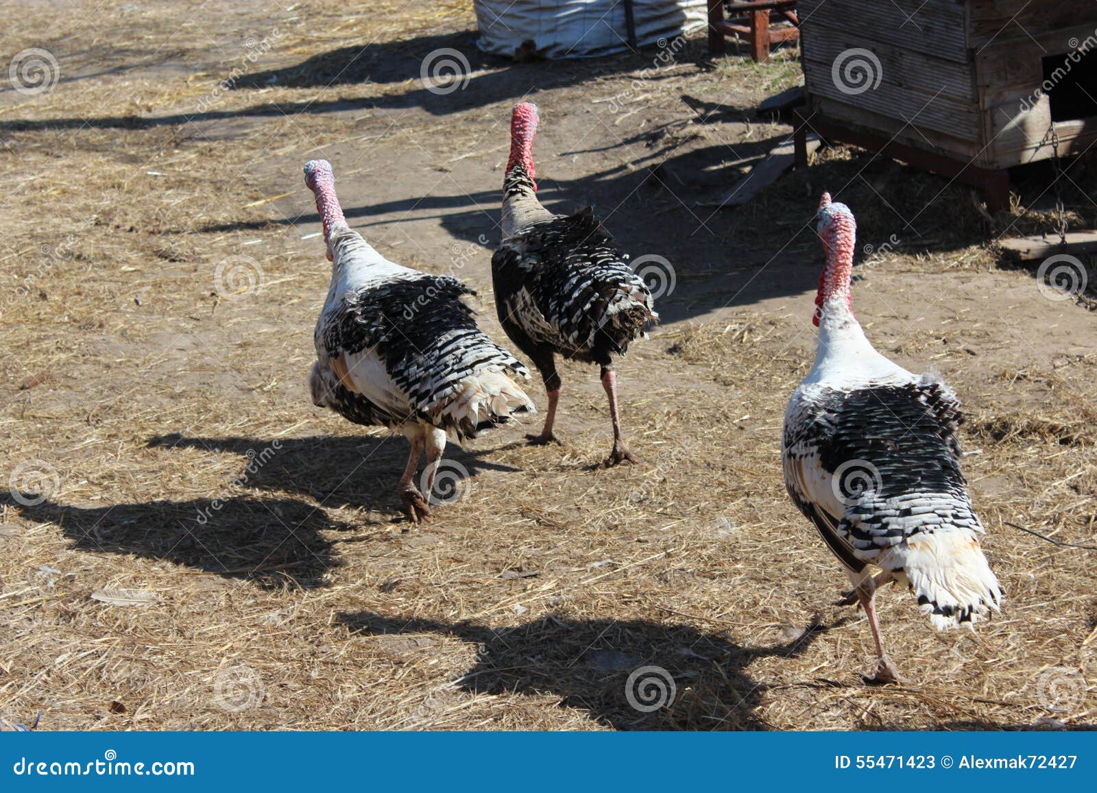 Kalkoenen Die in Het Dorp Lopen Stock Afbeelding - Image of tuin ...