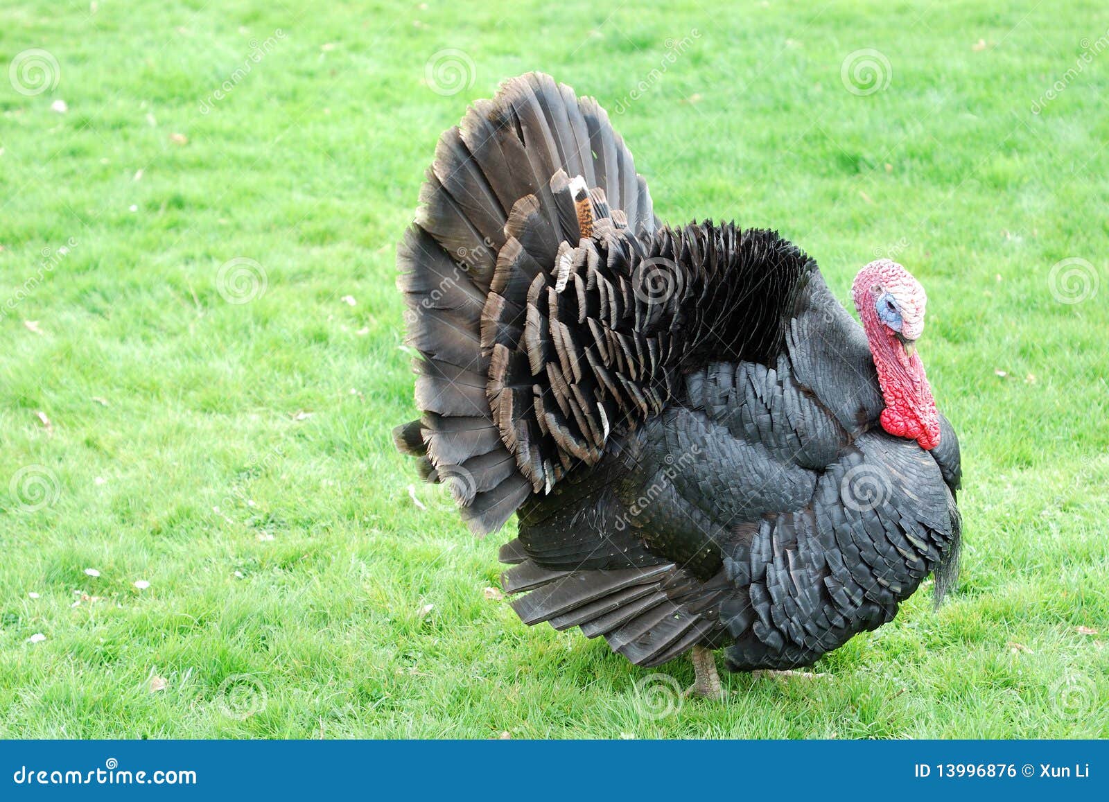 Kalkon arkivfoto. Bild av kalkon, gräs, frans, angus - 13996876