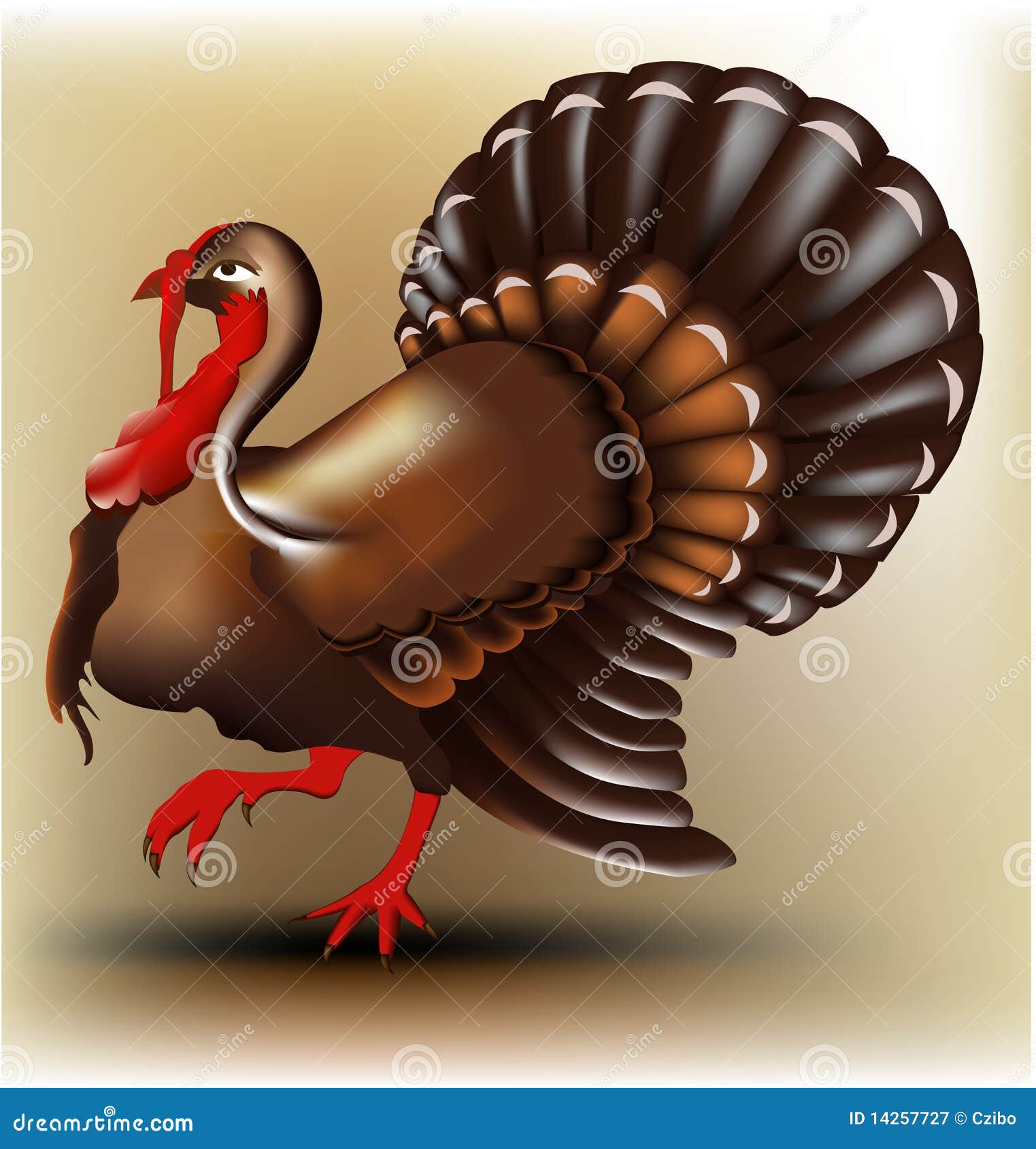 Kalkon vektor illustrationer. Illustration av angus - 14257727