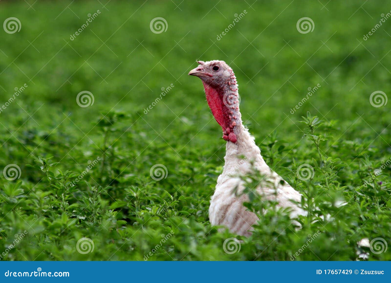 Kalkon fotografering för bildbyråer. Bild av angus, gräs - 17657429