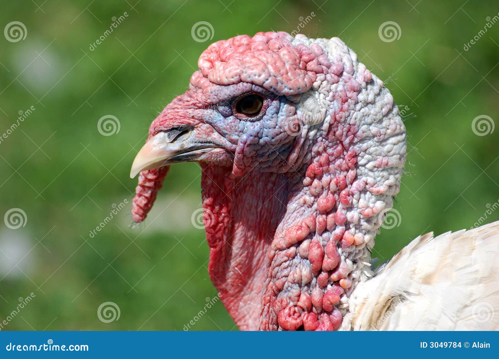 Kalkon arkivfoto. Bild av vild, höna, natur, tacksägelse - 3049784