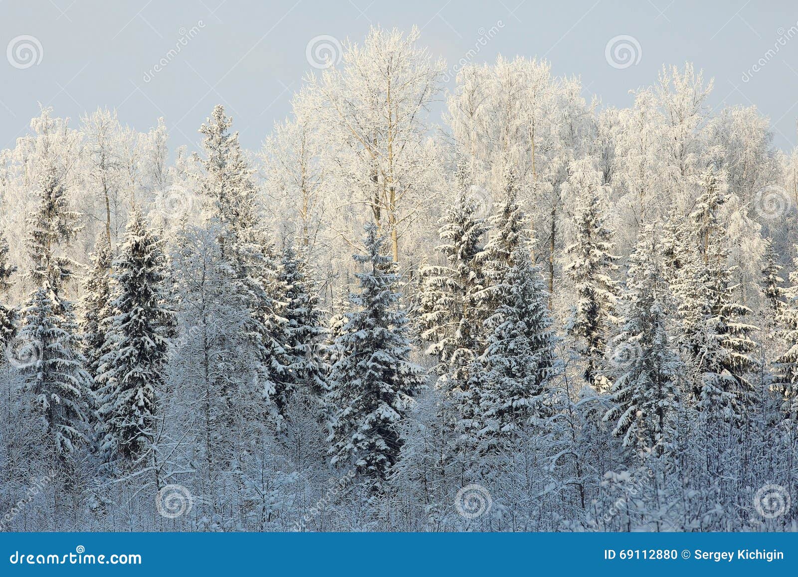 Kall dag i granskog arkivfoto. Bild av berg, snöfall - 69112880