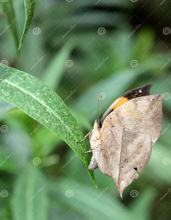 Kallima inachus 库存图片. 图片 包括有 关闭, 自由, 华美, 颜色, 春天, 绽放, 转换 - 49787691