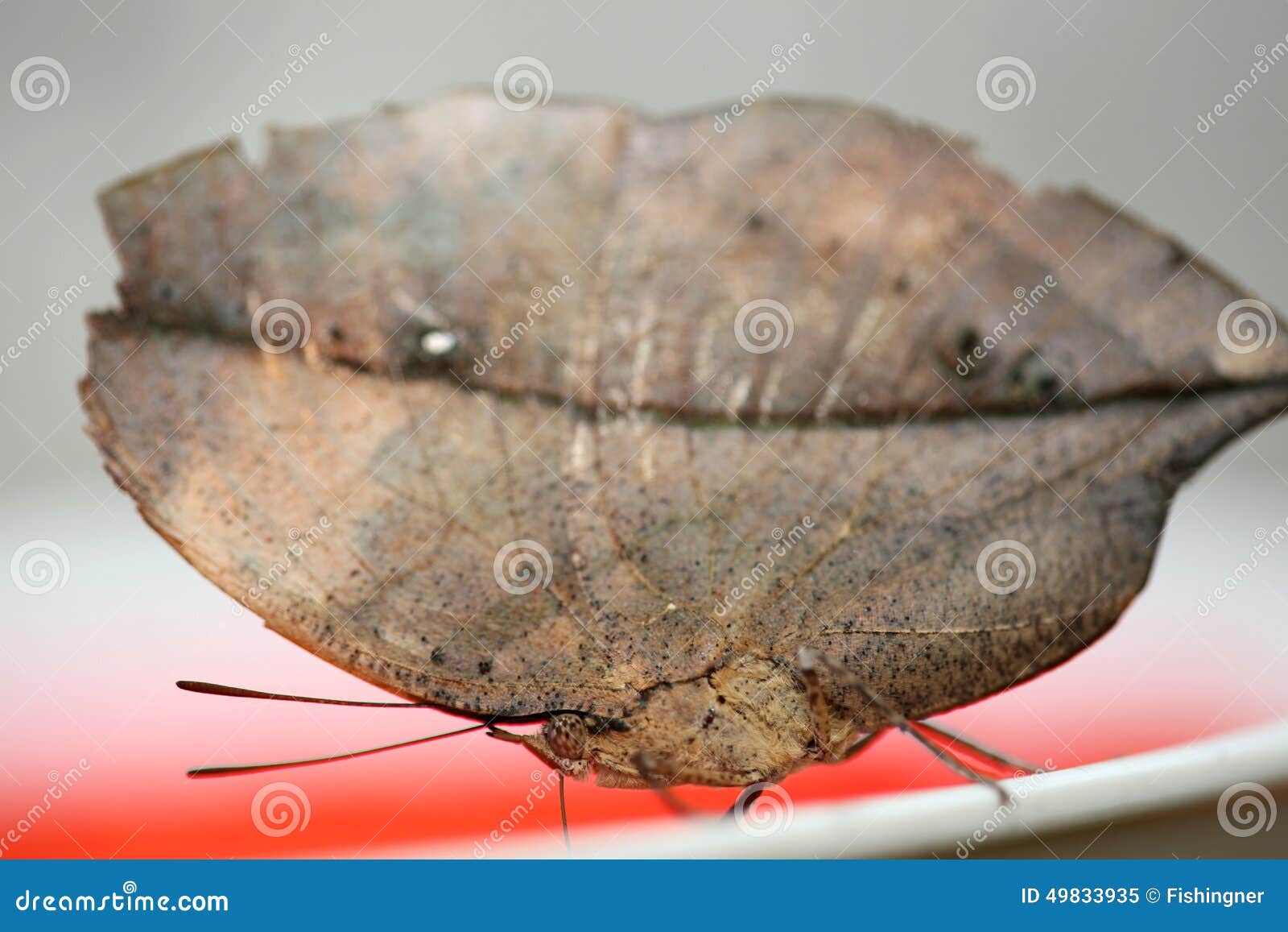Kallima Inachus stock image. Image of transformation - 49833935