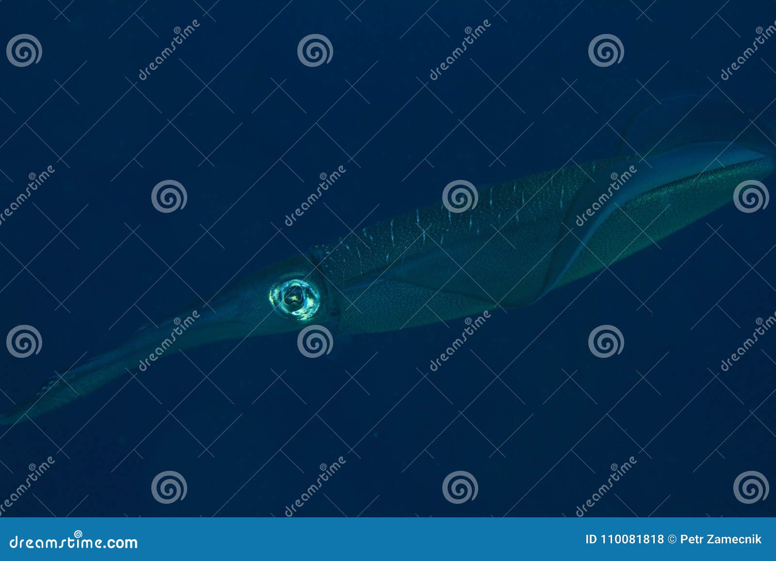 Kalmar stockfoto. Bild von kalmar, tier, tropen, sturzflug - 110081818