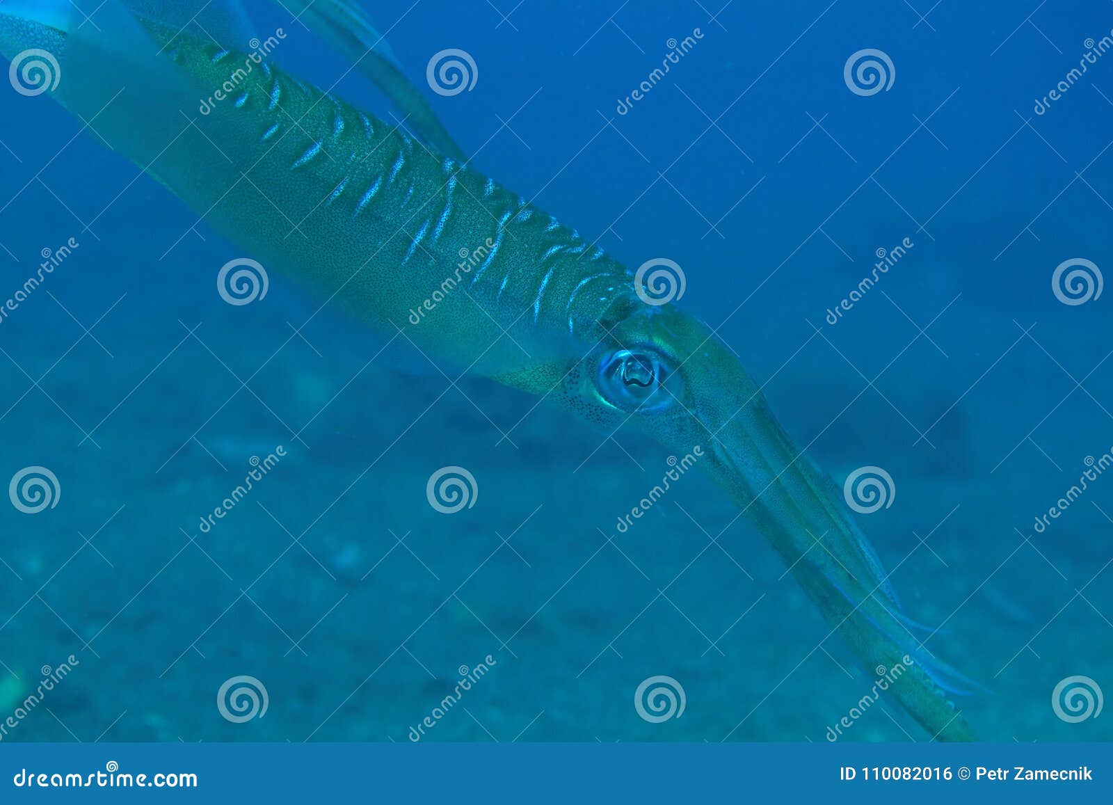 Kalmar stockfoto. Bild von unterwasser, ozean, tauchen - 110082016