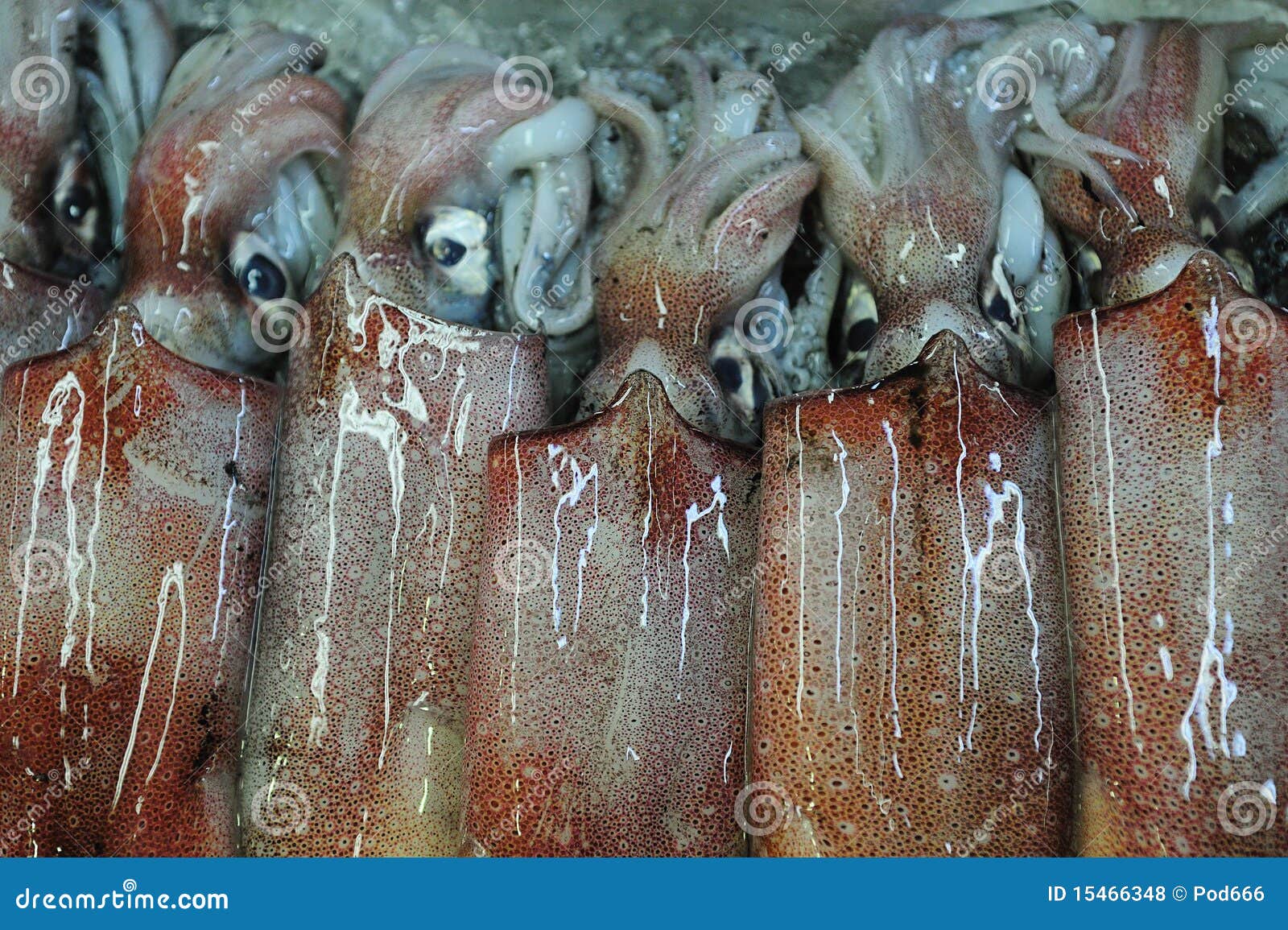 Kalmar stockfoto. Bild von hintergrund, nahrung, getrennt - 15466348