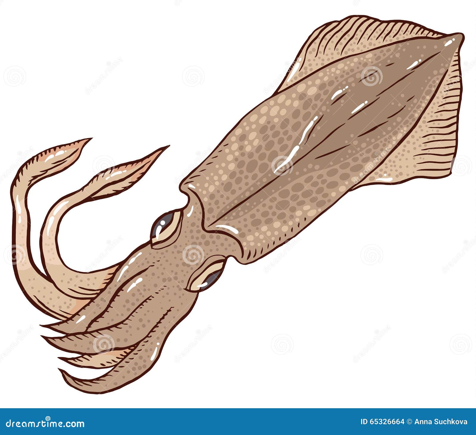 Kalmar vektor abbildung. Illustration von wirbellos, tier - 65326664