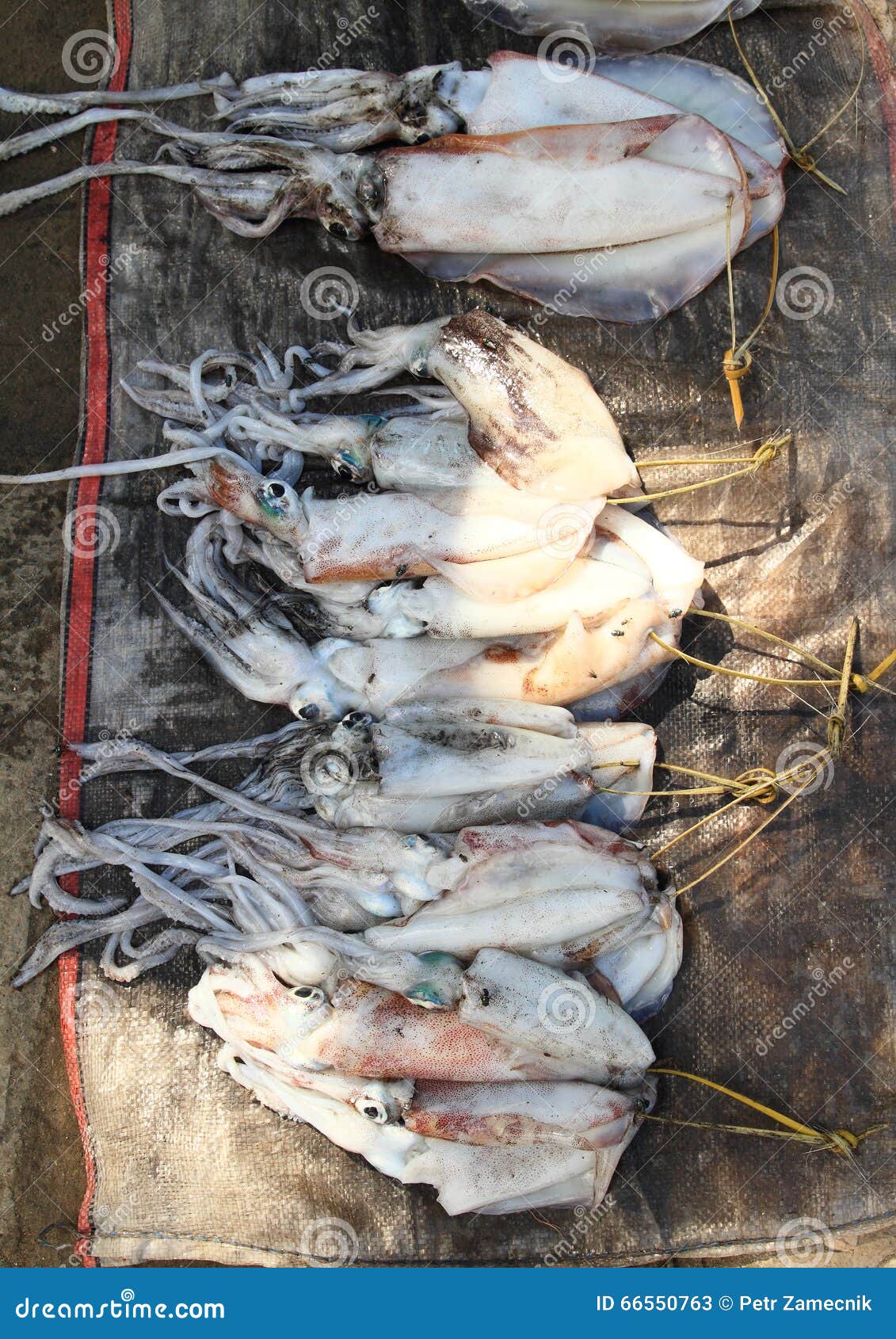 Kalmar stockbild. Bild von indonesien, nahrung, kalmar - 66550763