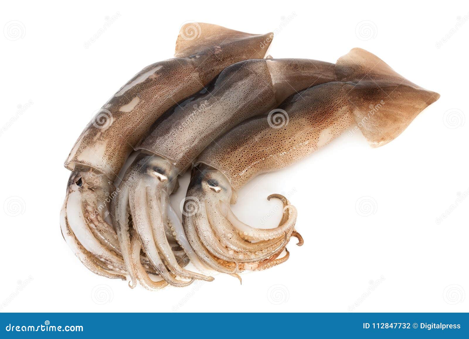 Kalmar Auf Weißem Hintergrund Stockfoto - Bild von tier, feinschmecker ...