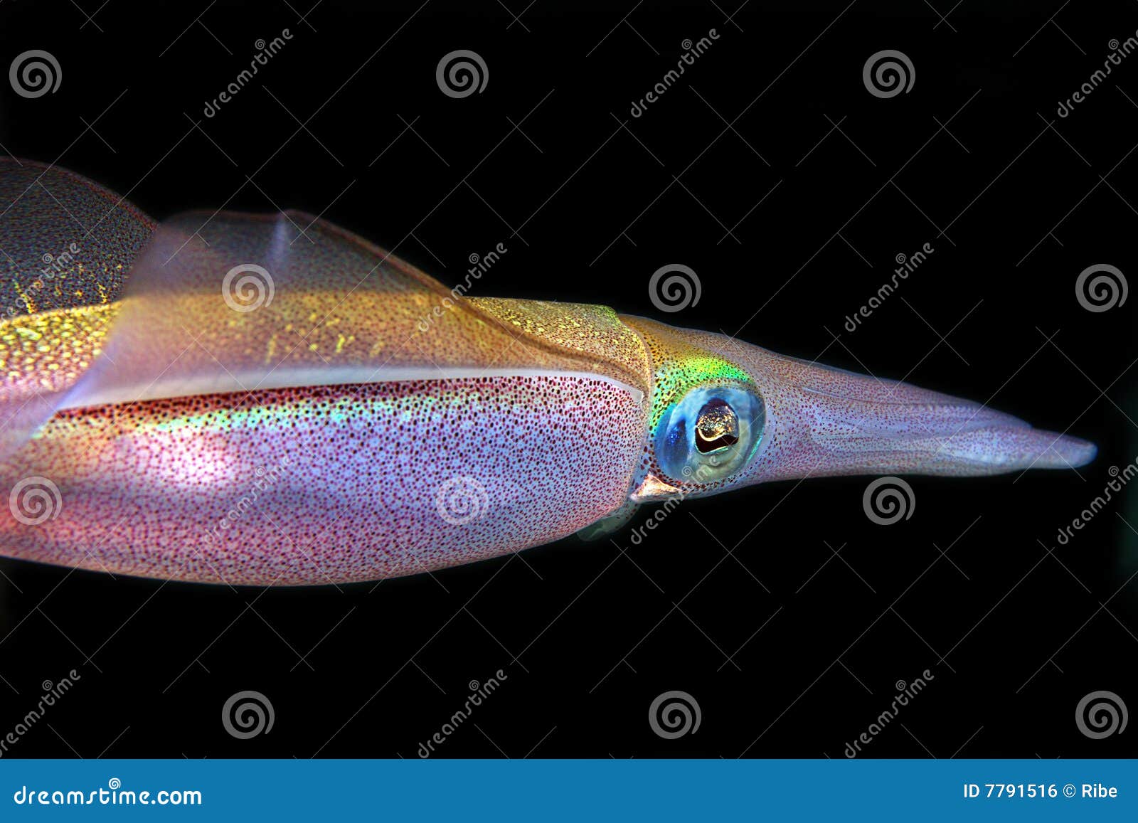 Kalmar nachts stockfoto. Bild von wildnis, kalmar, leben - 7791516