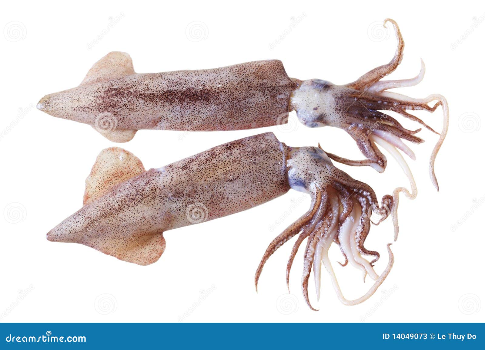 Kalmare stockbild. Bild von kalmar, meeresfrüchte, nachricht - 14049073