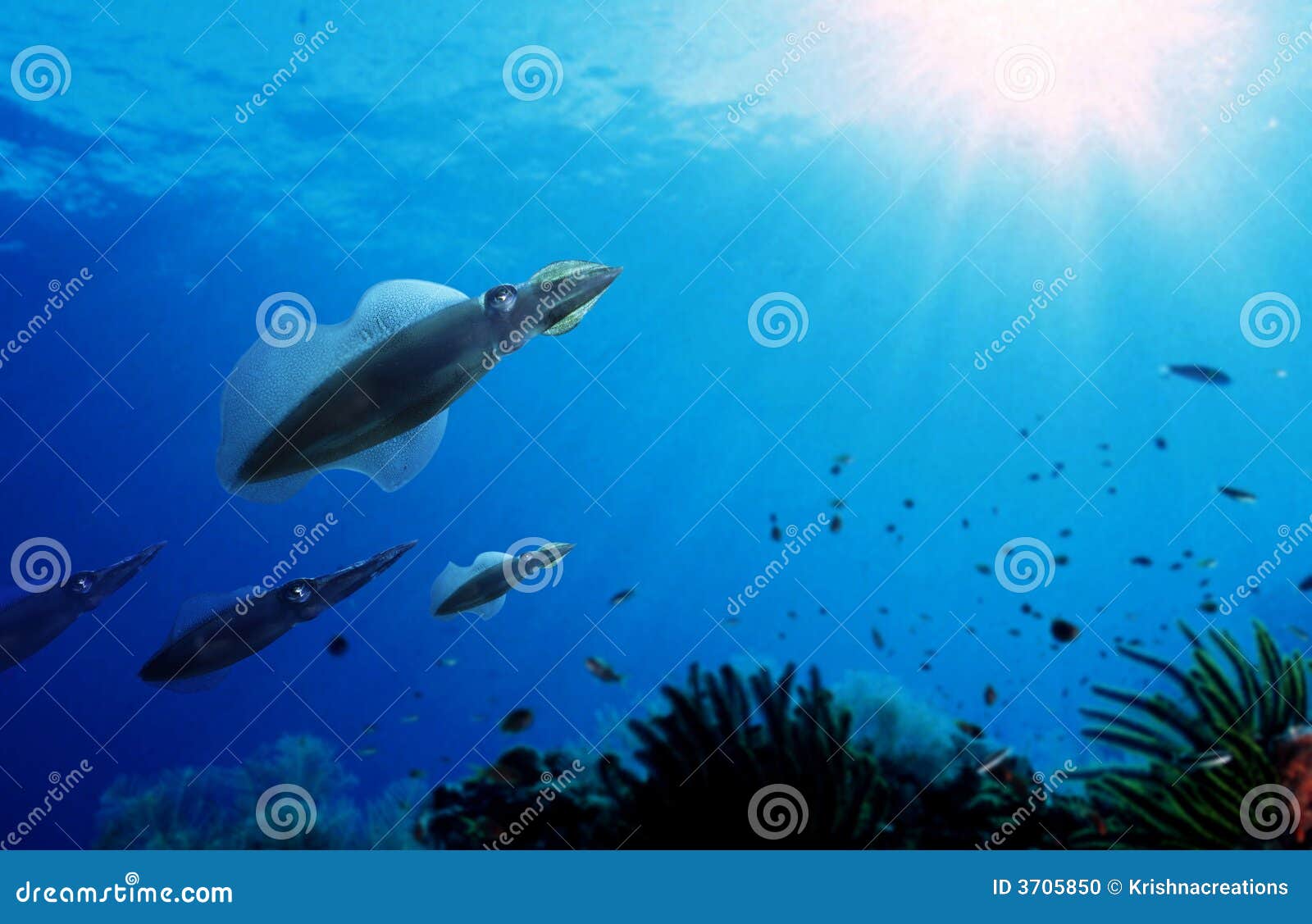 Kalmare stockfoto. Bild von amazon, haustier, kiemen, dekorativ - 3705850