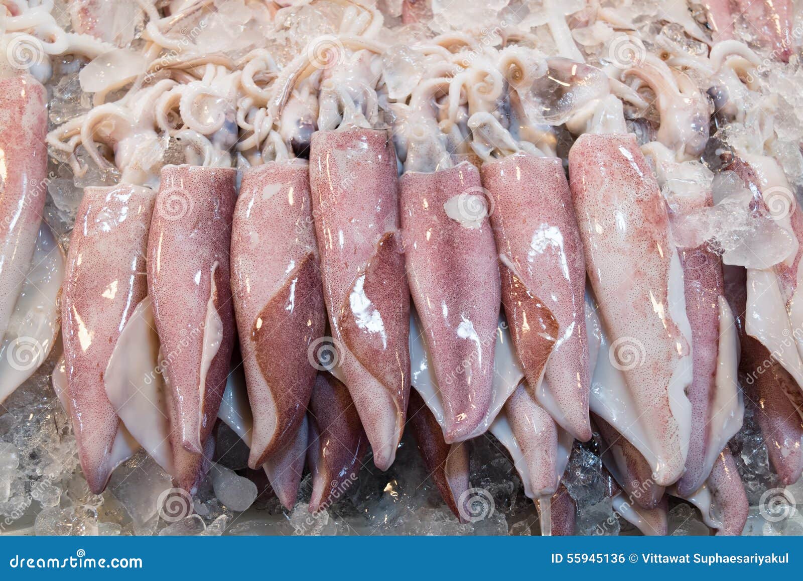 Kalmare auf dem Fischmarkt stockfoto. Bild von gesund - 55945136