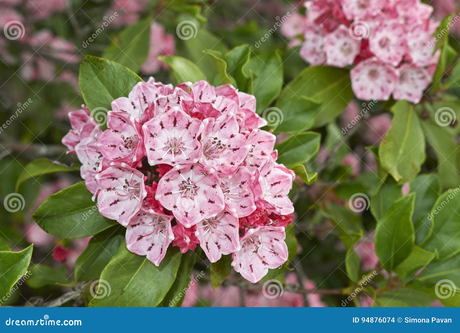 Kalmia latifolia stock photo. Image of flowers, green - 94876074