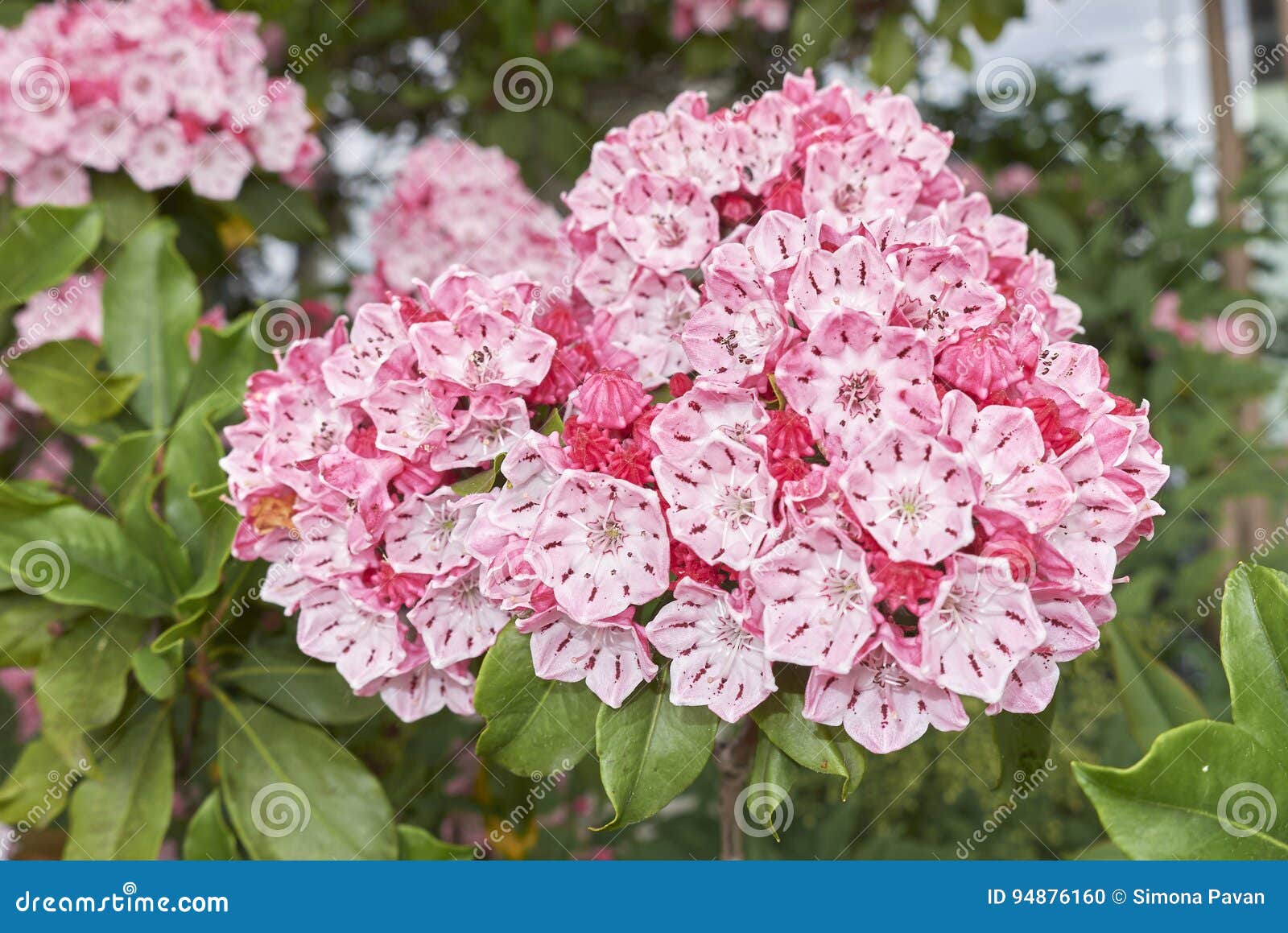 Kalmia latifolia stock photo. Image of shrub, poisonous - 94876160