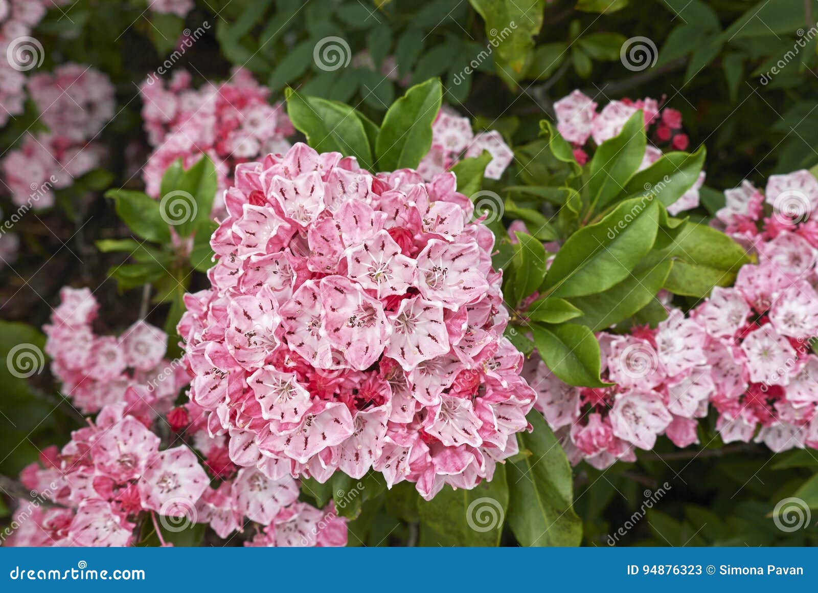 Kalmia latifolia stock image. Image of nature, latifolia - 94876323