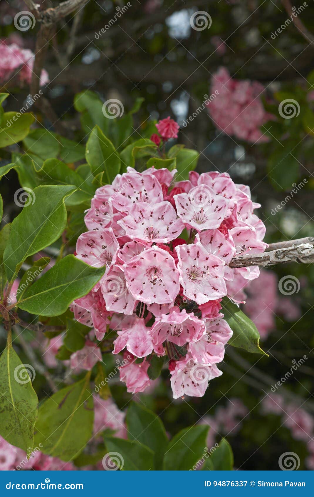 Kalmia latifolia stock image. Image of botanic, flora - 94876337