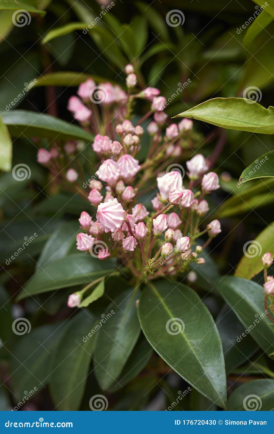 Kalmia Latifolia Tree in Bloom Stock Photo - Image of kalmia, mountain ...