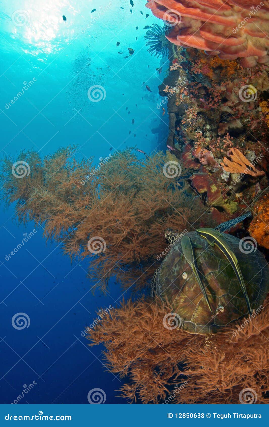 Kalmte? stock foto. Image of tropisch, overzees, dieren - 12850638