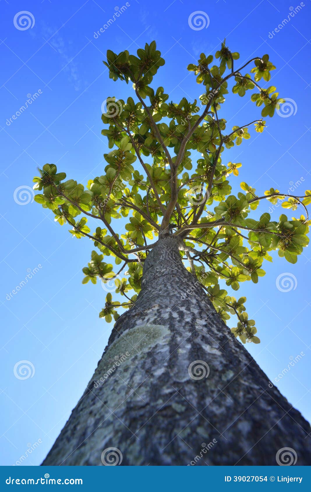 Kalofilum Kathing Leaves Again Sky Stock Photo - Image of outdoor ...