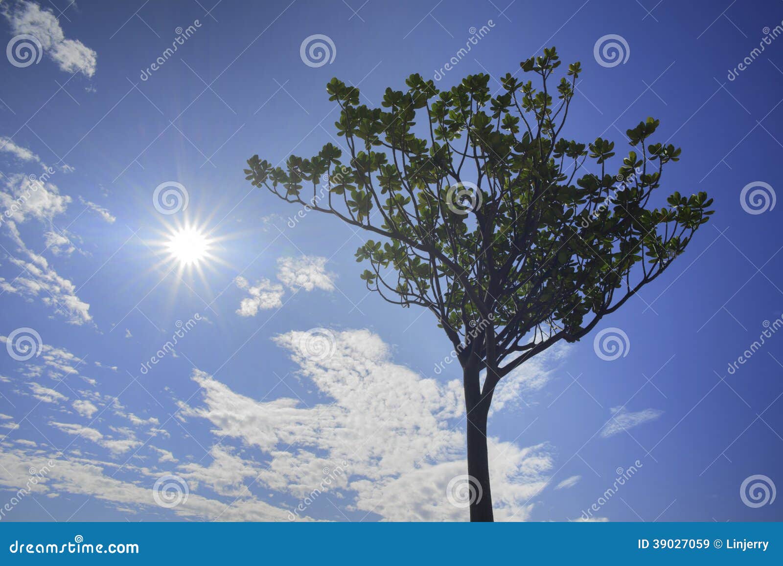 Kalofilum Kathing Leaves Again Sky Stock Image - Image of nature ...