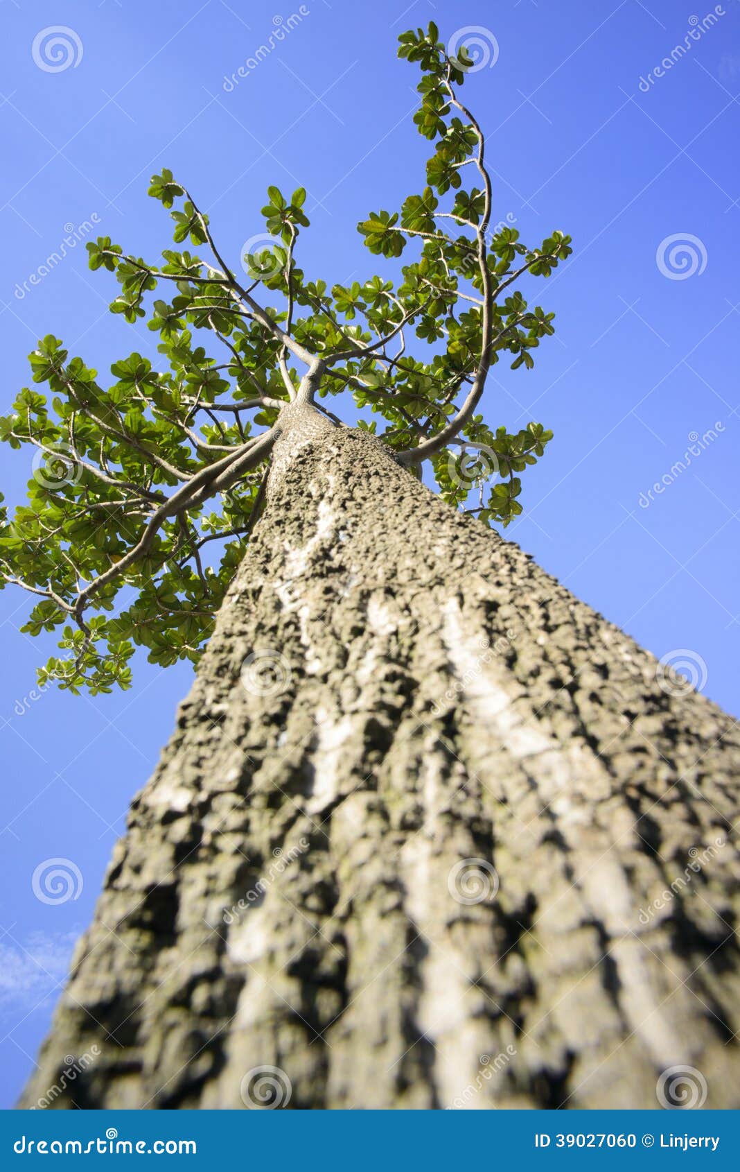 Kalofilum Kathing Leaves Again Sky Stock Photo - Image of blue, clear ...