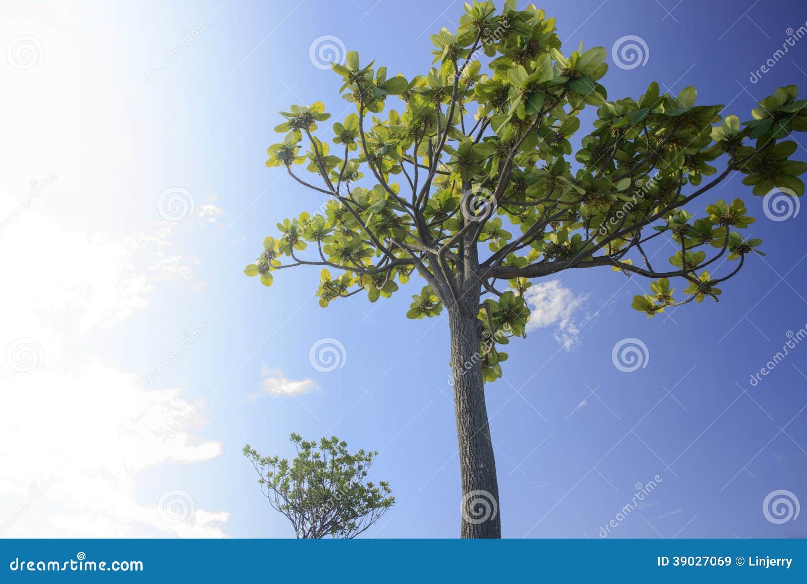 Kalofilum Kathing Leaves Again Sky Stock Image - Image of pattern ...