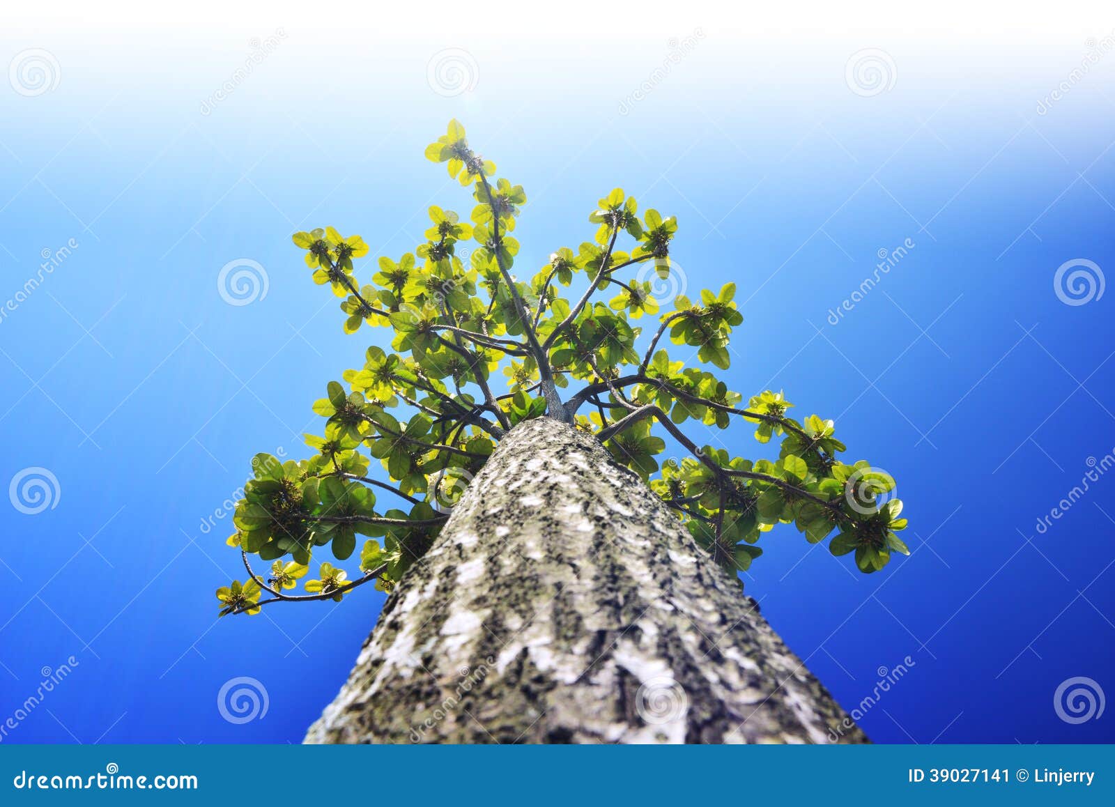 Kalofilum Kathing Leaves Again Sky Stock Image - Image of color, land ...