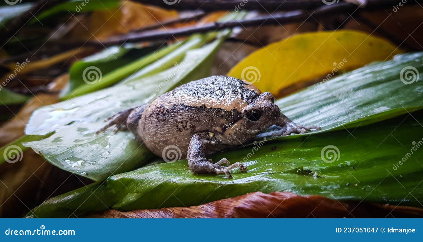 Kaloula pulchra stock image. Image of young, tropical - 237051047