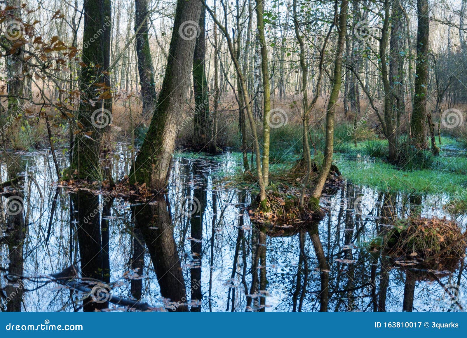 Kaltenhofer Moor in Schleswig-Holstein Stock Image - Image of ...